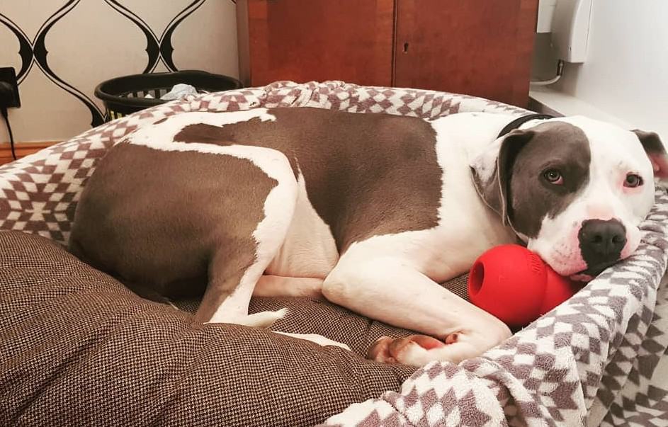 Great Dane Mixes: 35 Different Great Dane Crossbreeds - K9 Web