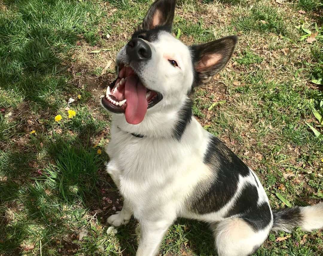 Akita Mixes: 25 Different Akita Inu Crossbreeds - K9 Web