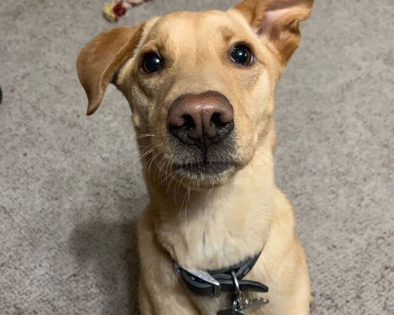 Shiba Inu Mixes: 30 Different Shiba Dog Crossbreeds - K9 Web