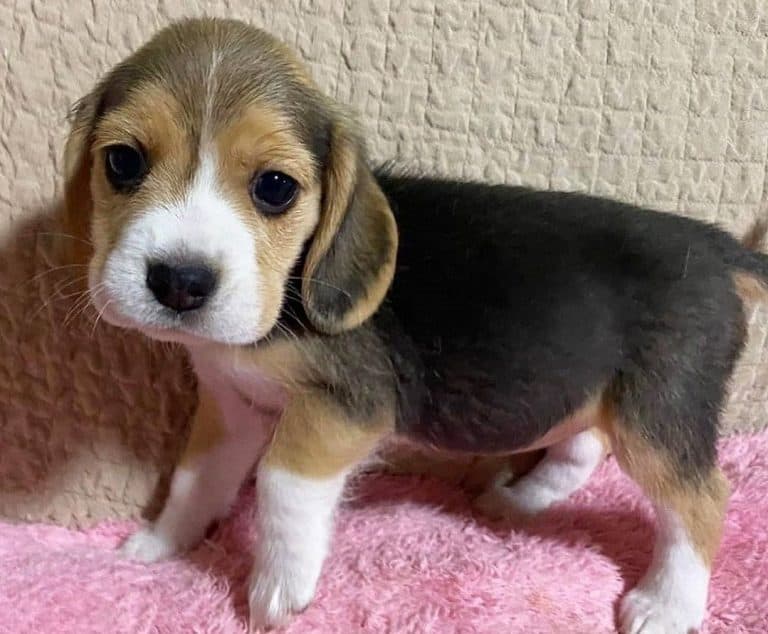 500+ Most Popular Beagle Names For Your Dog - K9 Web