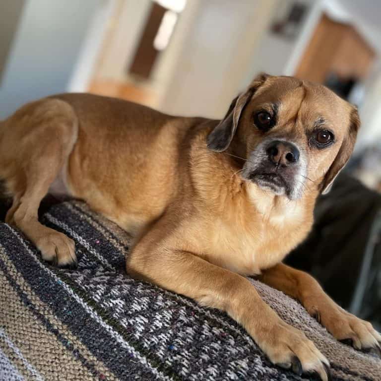 Pug Mixes: 37 Different Pug Crossbreeds - K9 Web