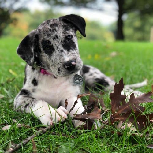 Great Dane Mixes: 35 Different Great Dane Crossbreeds - K9 Web