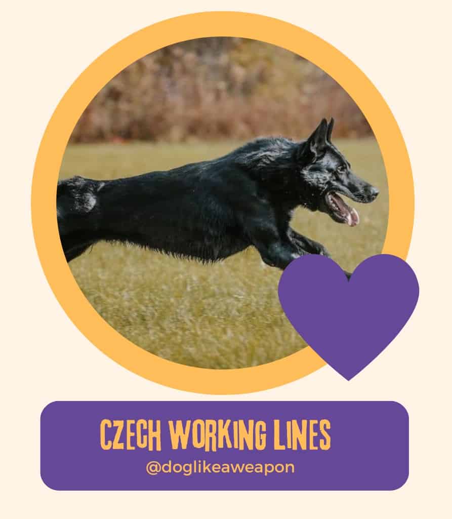 Types of German Shepherds: 5 Different Types of GSD Lines - K9 Web