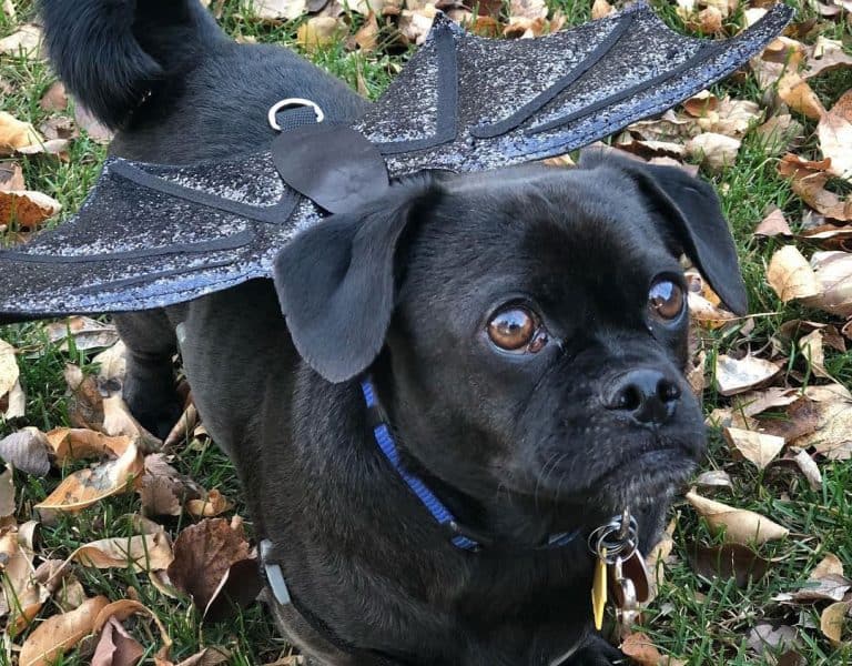 Dachshund Mixes: 30 Different Doxie Crossbreeds - K9 Web