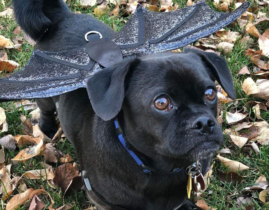 Dachshund Mixes: 30 Different Doxie Crossbreeds - K9 Web