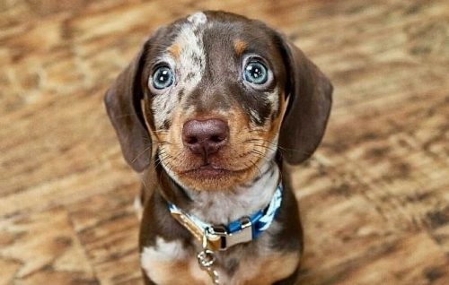 Dapple Dachshund: All You Need to Know about Dapple Doxie - K9 Web
