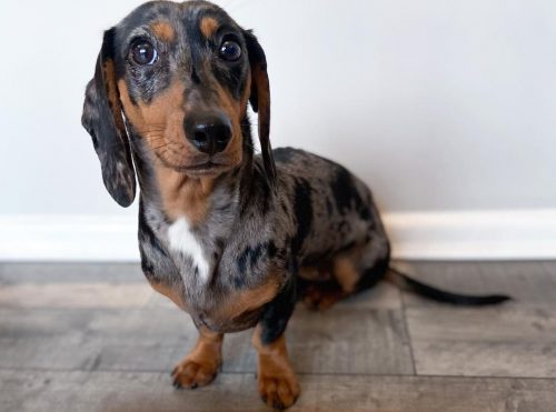 Dapple Dachshund: All You Need to Know about Dapple Doxie - K9 Web