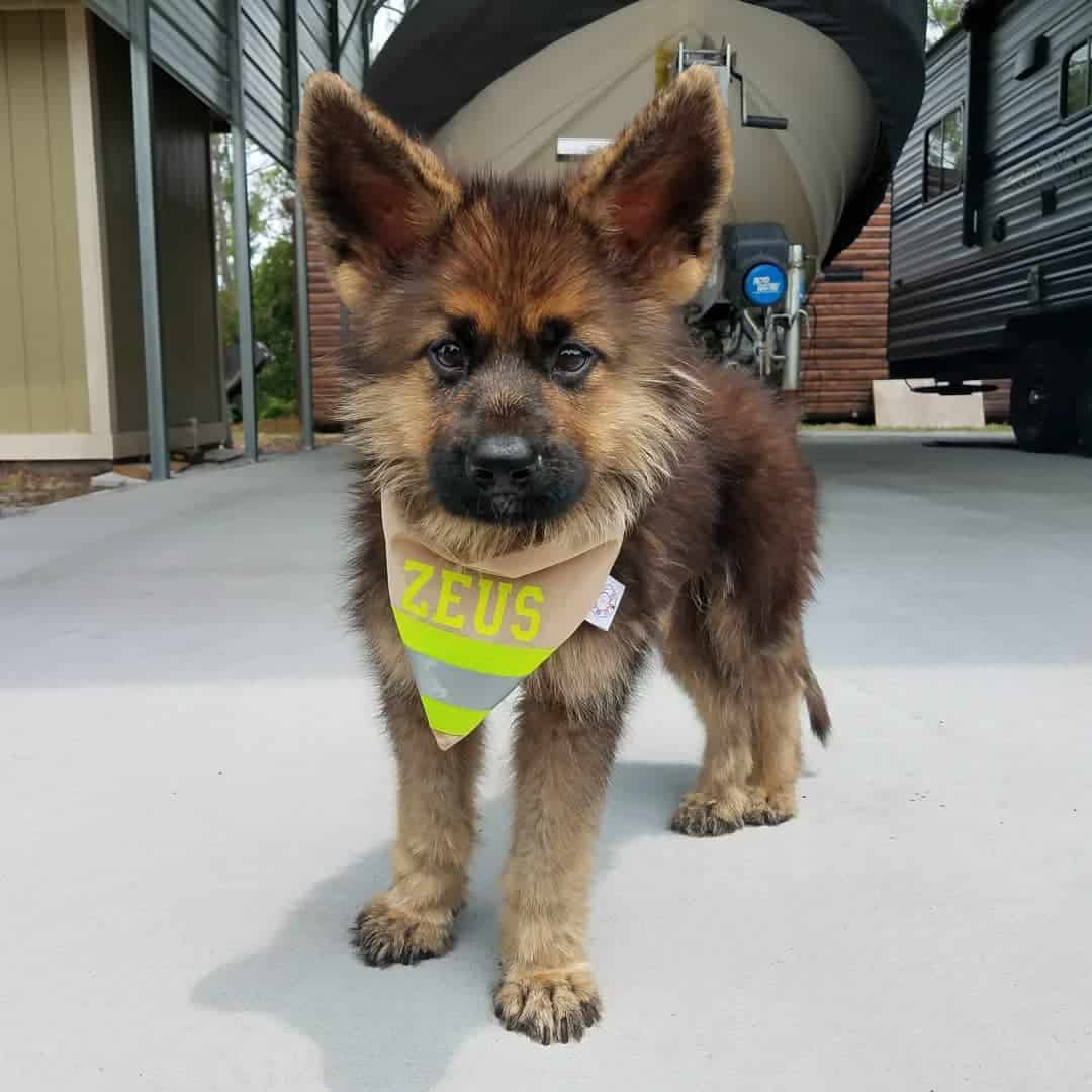 Types of German Shepherds: 5 Different Types of GSD Lines - K9 Web