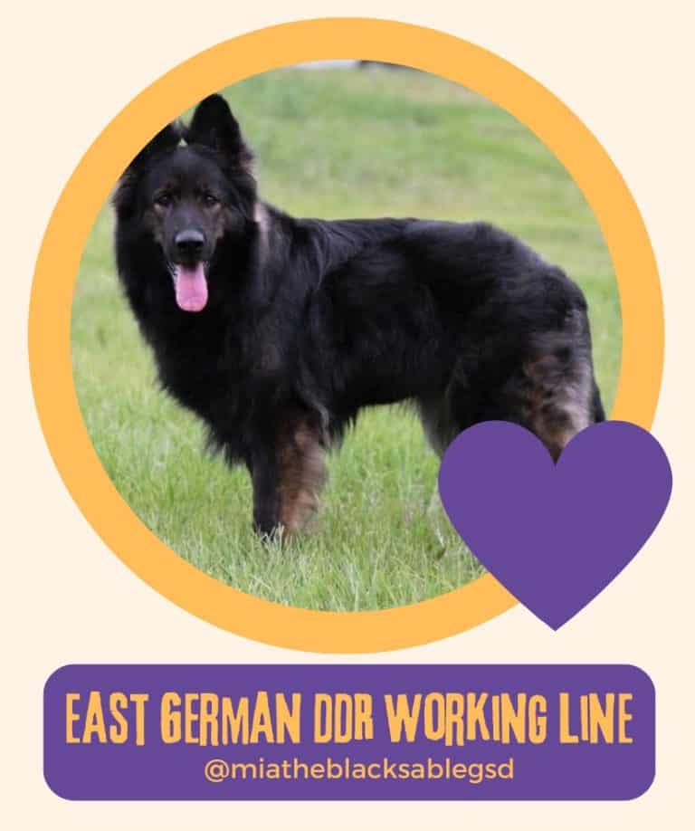 Types of German Shepherds: 5 Different Types of GSD Lines - K9 Web