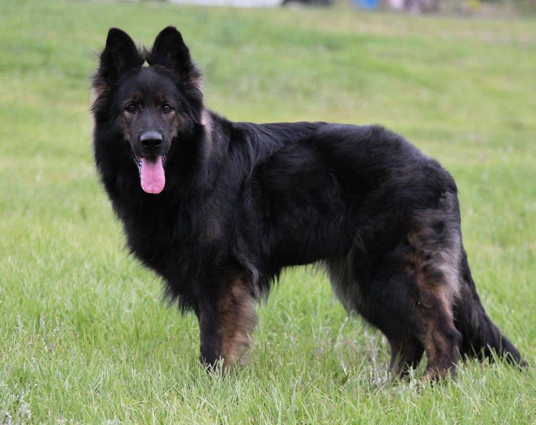 Types of German Shepherds: 5 Different Types of GSDs - K9 Web