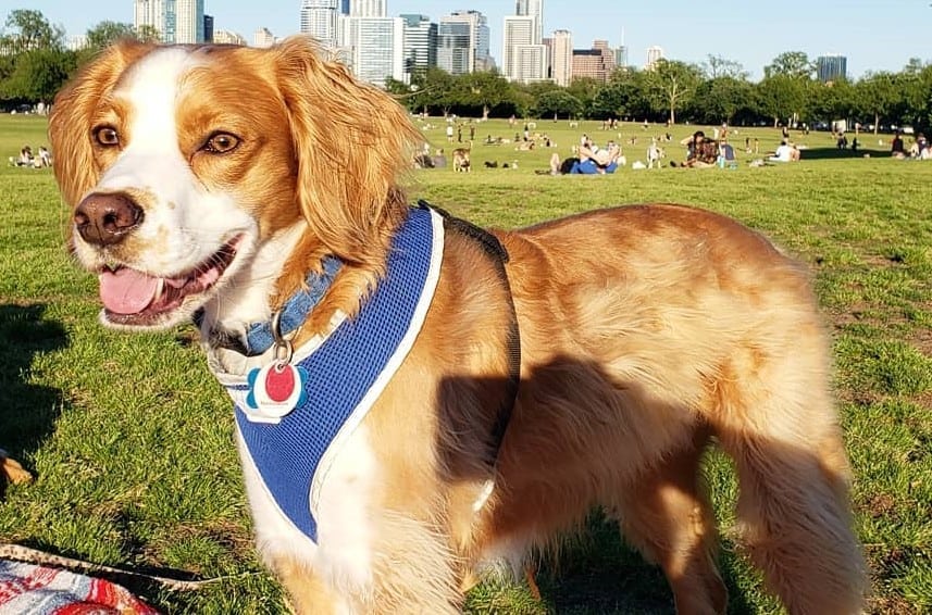 Boxer Mixes: Which Boxer Mix Is the Perfect Dog for You? - K9 Web