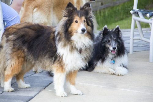 Miniature Collie breed info: The 101 on this cute and smart dog - K9 Web