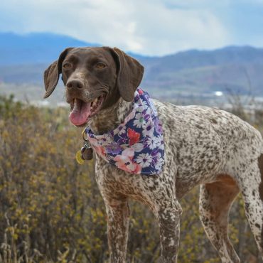 Weimaraner Mixes: 23 Different Weimaraner Crossbreeds - K9 Web