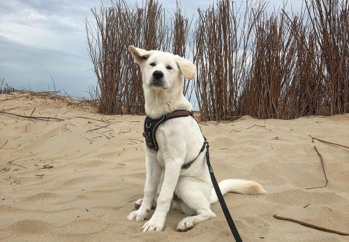 Akita Mixes: 25 Different Akita Inu Crossbreeds - K9 Web