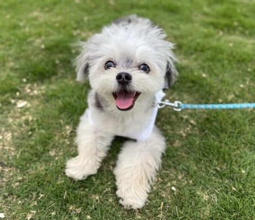 Introducing the sassy and charming Malchi - K9 Web