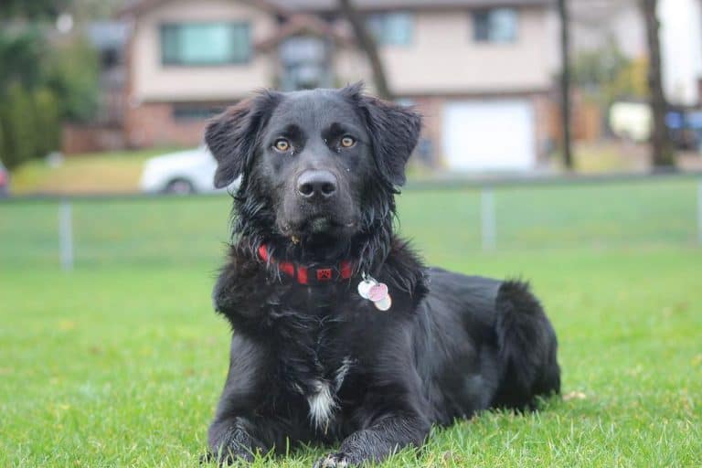 Great Dane Mixes: 35 Different Great Dane Crossbreeds - K9 Web