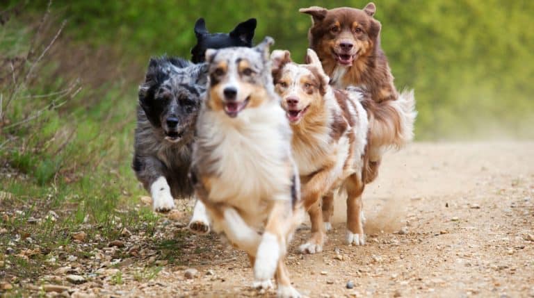 Australian Shepherd Colors: The Standard & Rare Aussie Coat Colors - K9 Web