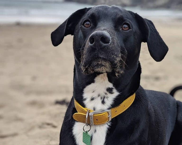 Dalmatian Mixes: 27 Different Dalmatian Crossbreeds - K9 Web