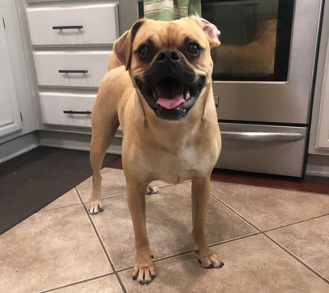 Pug Mixes: 37 Different Pug Crossbreeds - K9 Web