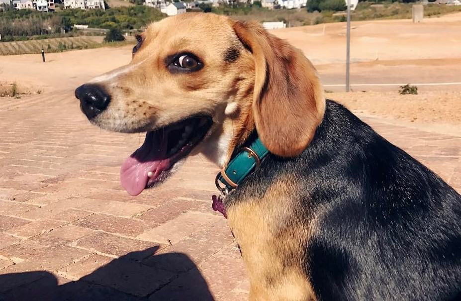 500+ Most Popular Beagle Names For Your Dog - K9 Web