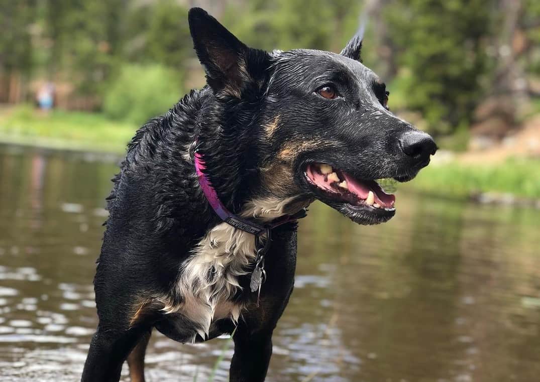 Basenji Mixes: 21 Different Basenji Crossbreeds - K9 Web