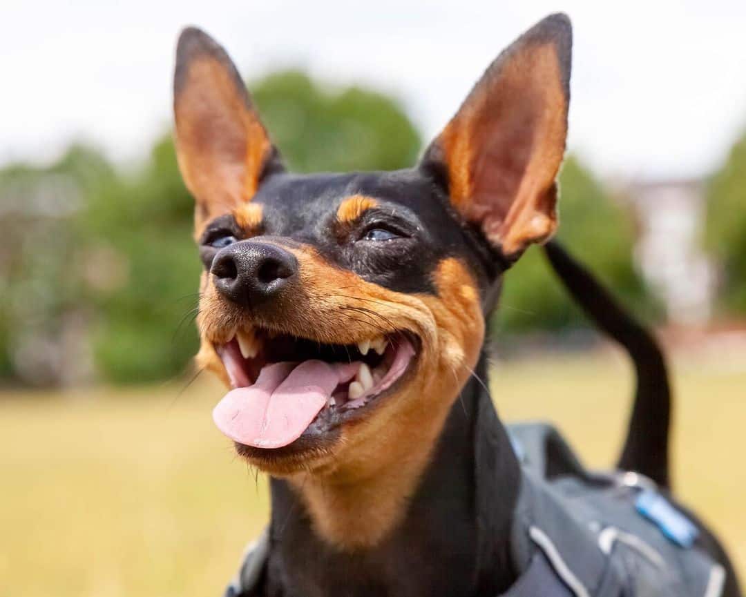Say hello to the Miniature Pinscher: The Big Little Dog - K9 Web