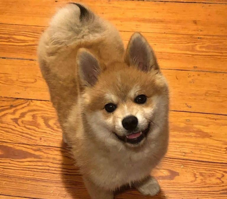 Akita Mixes: 25 Different Akita Inu Crossbreeds - K9 Web