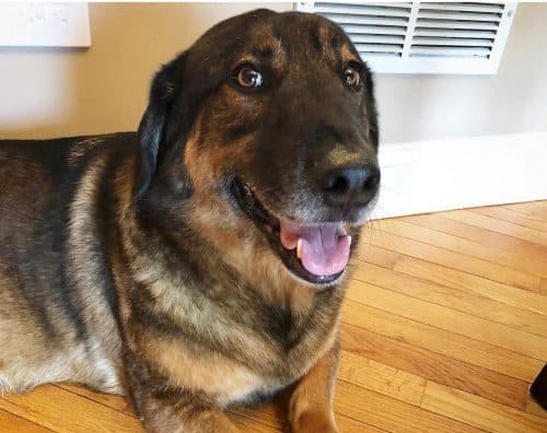 German Shepherd Mixes: 43 Different GSD Crossbreeds - K9 Web