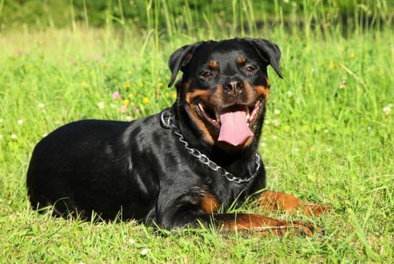 Rottweiler Growth and Weight Chart (Male and Female) – The Complete ...