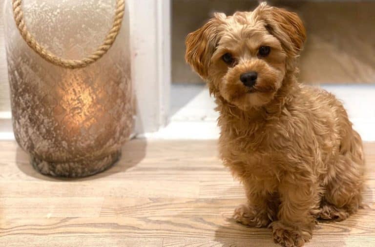 Yorkie Mixes: 40 Different Yorkshire Terrier Crossbreeds - K9 Web