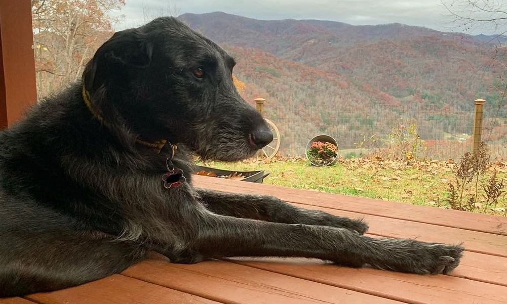 Great Dane Mixes: 35 Different Great Dane Crossbreeds - K9 Web