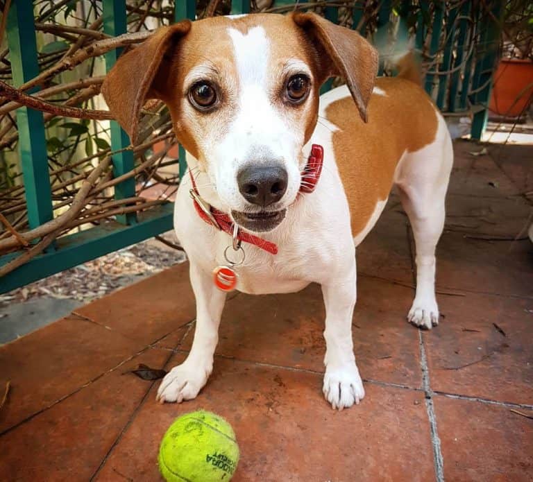 Jackabee: Ultimate Guide to Owning the Lovable Jack Russell Beagle Mix ...
