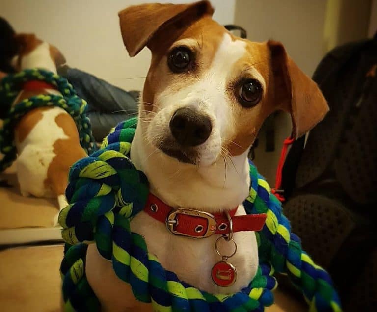 Jackabee: Ultimate Guide to Owning the Lovable Jack Russel Beagle Mix ...