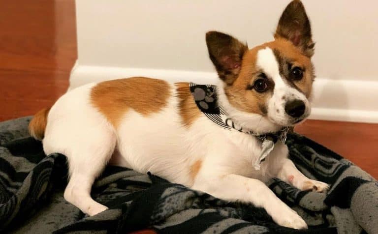 Get ready to meet 40+ of the best Jack Russell Terrier mixes! - K9 Web