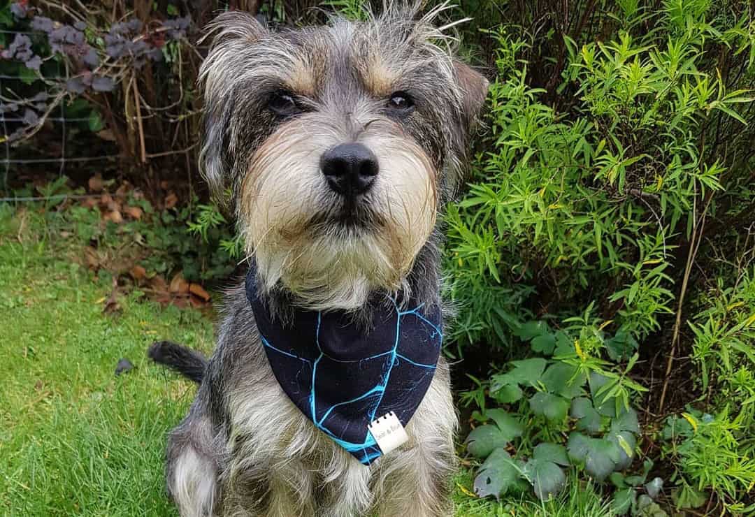 Jack Russel Terrier Mixes: 40+ Different JRT Crossbreeds - K9 Web