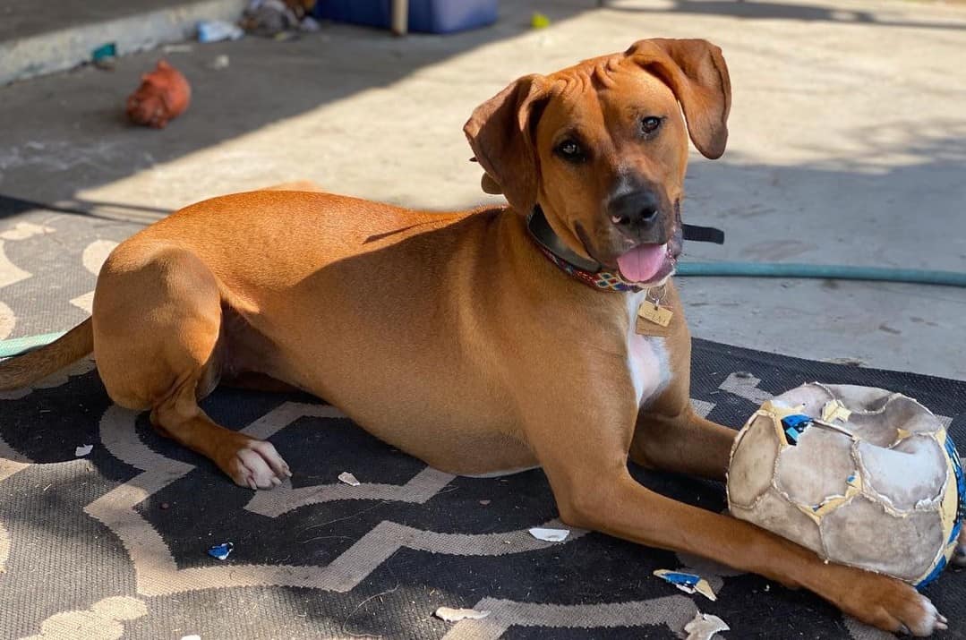 Boxer Mixes: 35 Different Boxer Dog Crossbreeds - K9 Web