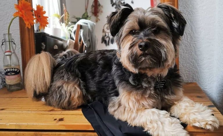 40 Different Exciting Types of Yorkie Mixes - K9 Web