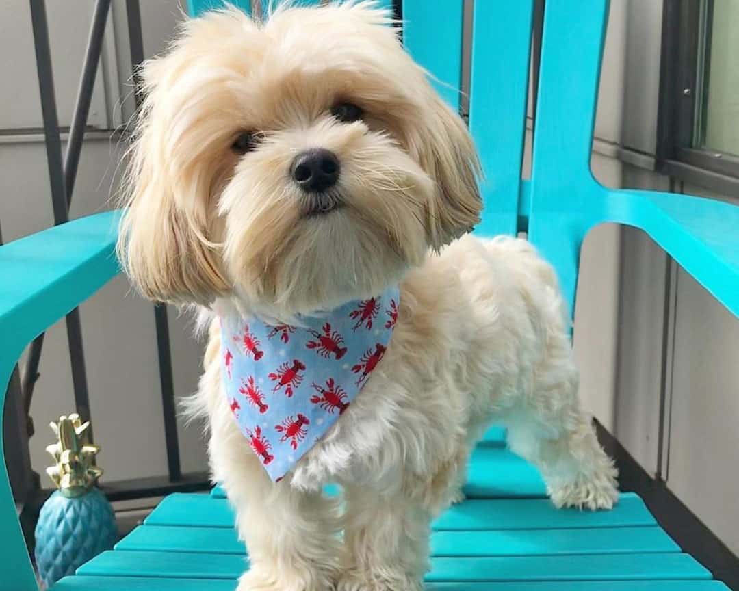 Yorkie Mixes: 40 Different Yorkshire Terrier Crossbreeds - K9 Web