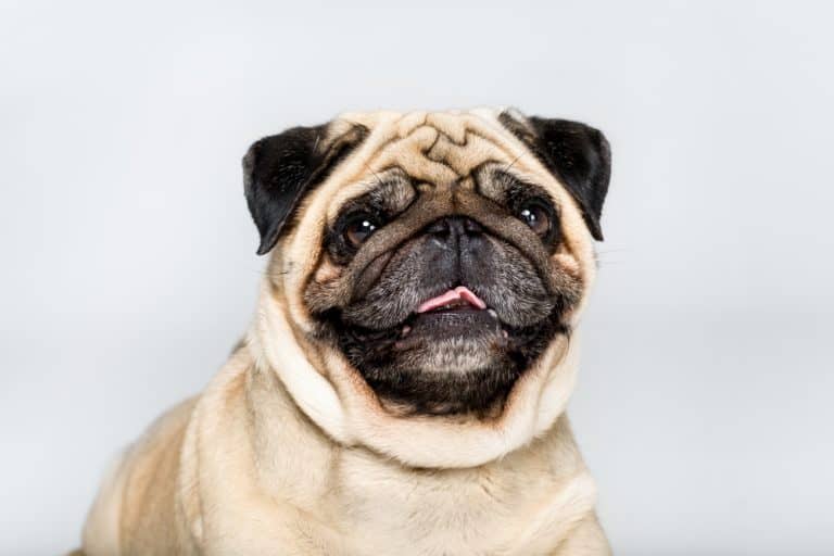 Pug Mixes: 37 Different Pug Crossbreeds - K9 Web