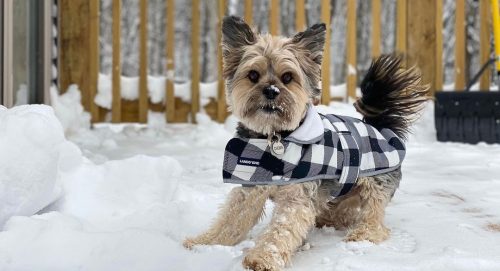 Yorkie Mixes: 40 Different Yorkshire Terrier Crossbreeds - K9 Web