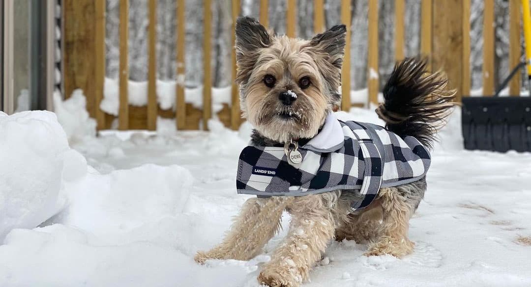 Yorkie Mixes: 40 Different Yorkshire Terrier Crossbreeds - K9 Web