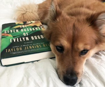 Shiba Inu Mixes: 30 Different Shiba Dog Crossbreeds - K9 Web