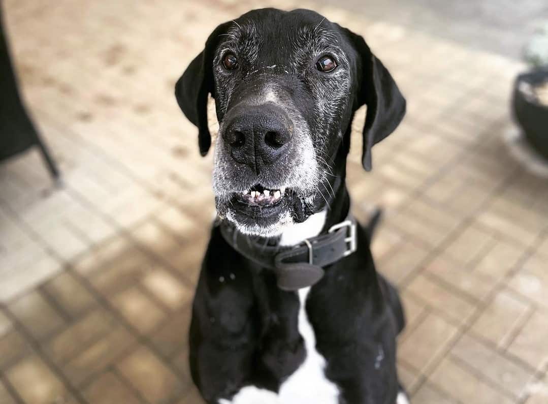 Great Dane Colors: The Standard & Rare Great Dane Coat Colors - K9 Web