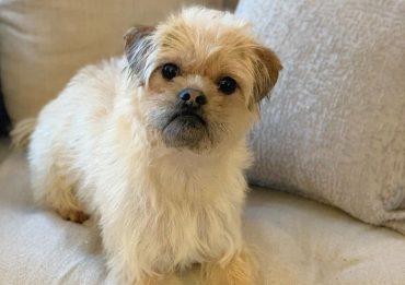 The Pug Poodle Mix - What You Need To Know about the Pugapoo - K9 Web