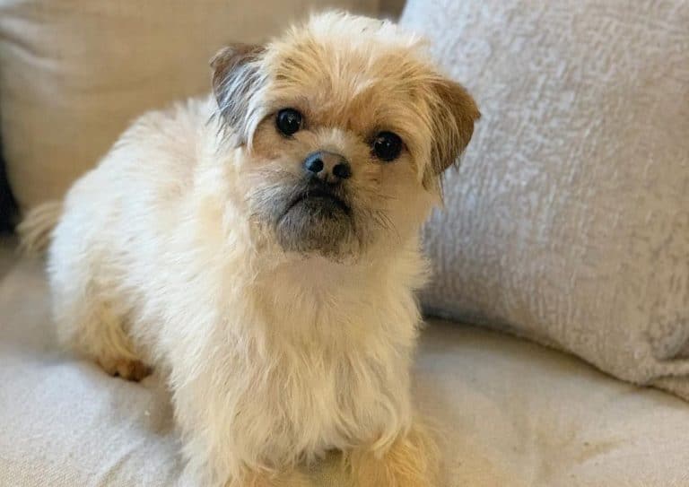 The Pug Poodle Mix - What You Need To Know about the Pugapoo - K9 Web