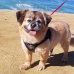 Pomeranian Mixes: 39 Different Pom Crossbreeds - K9 Web