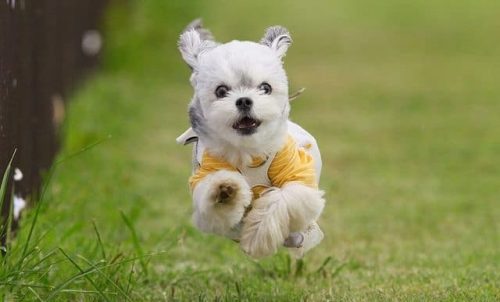 Introducing the sassy and charming Malchi - K9 Web