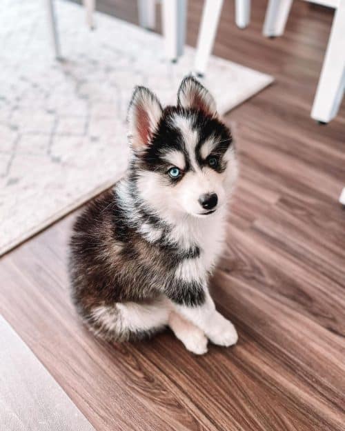 Pomeranian Mixes: 39 Different Pom Crossbreeds - K9 Web