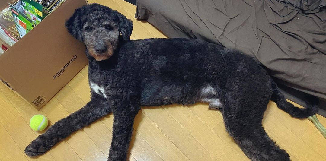 Akita Mixes: 25 Different Akita Inu Crossbreeds - K9 Web