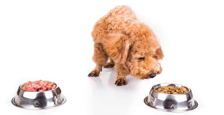 26 Best Dog Foods for Poodles 2023 (Premium & Budget) - K9 Web
